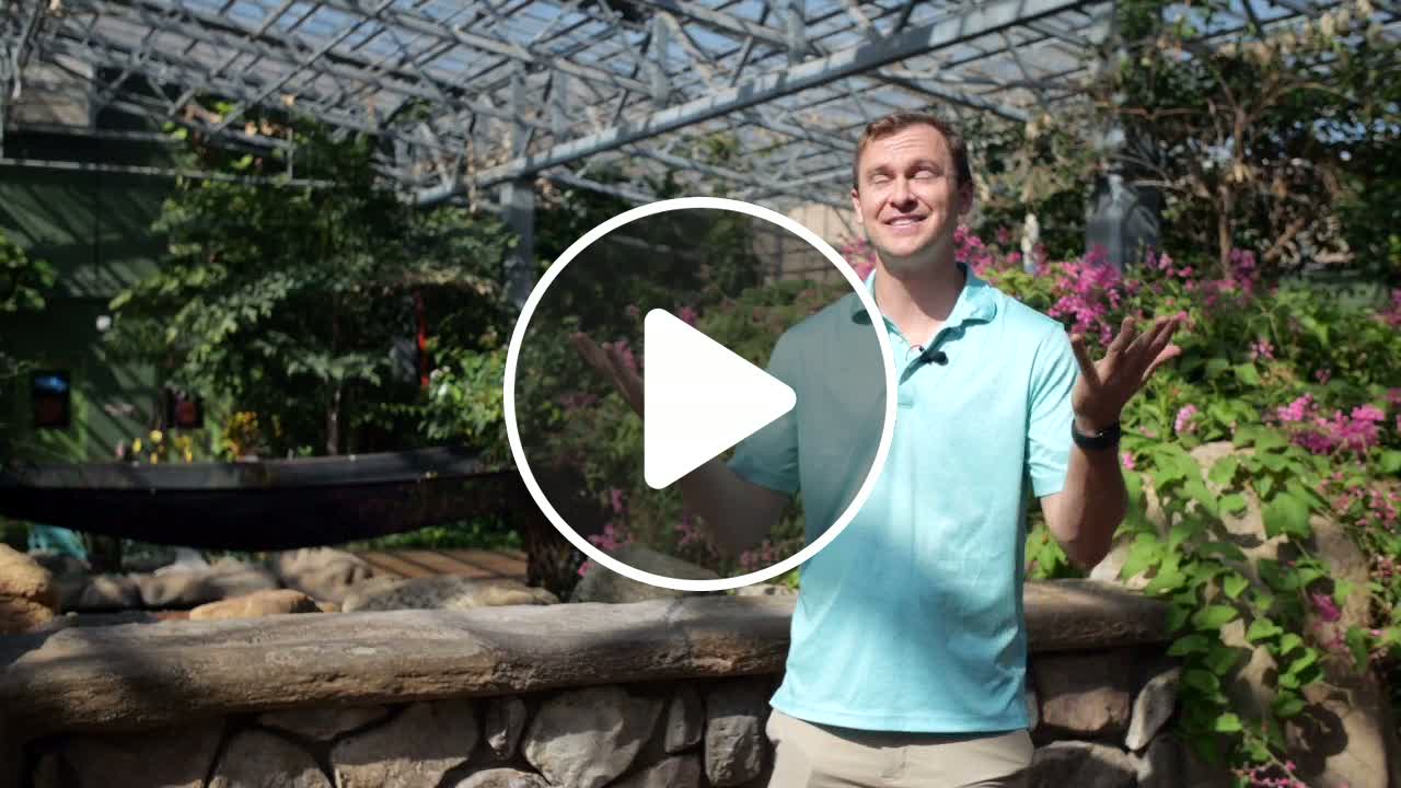 Butterfly Wonderland: Inside America’s largest butterfly conservatory ...