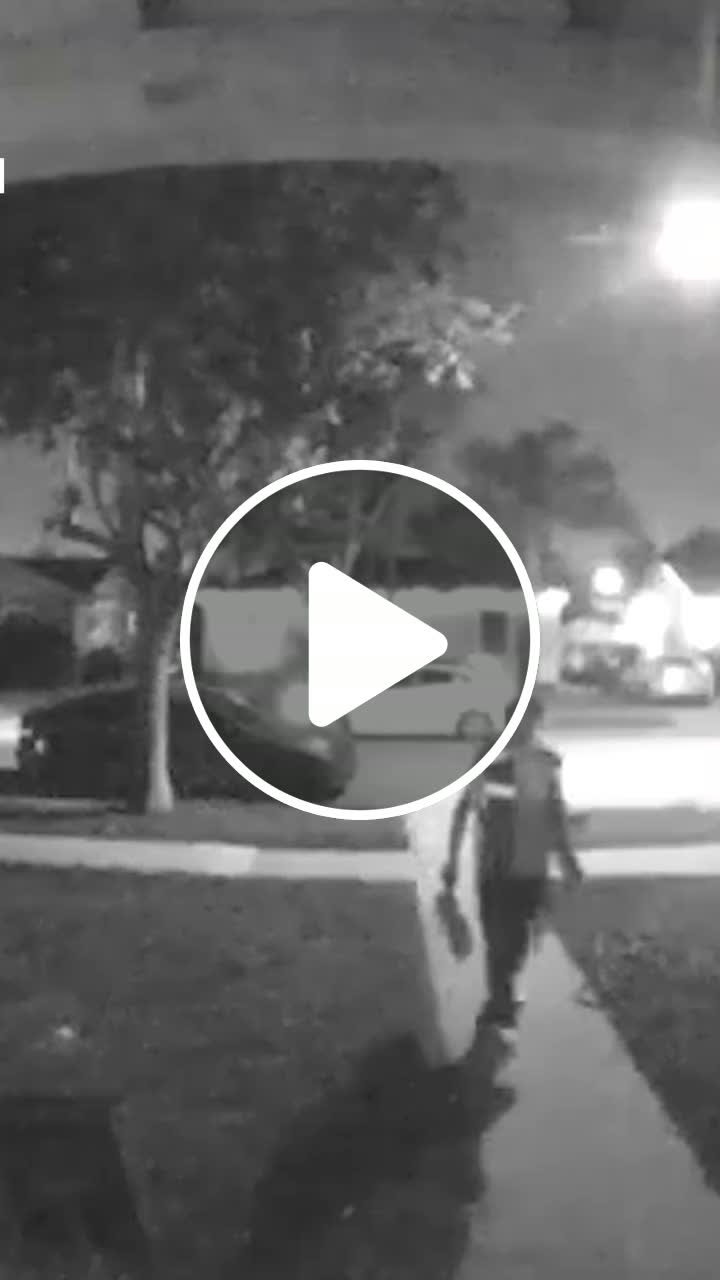 Delivery man steals cat from driveway - NewsBreak