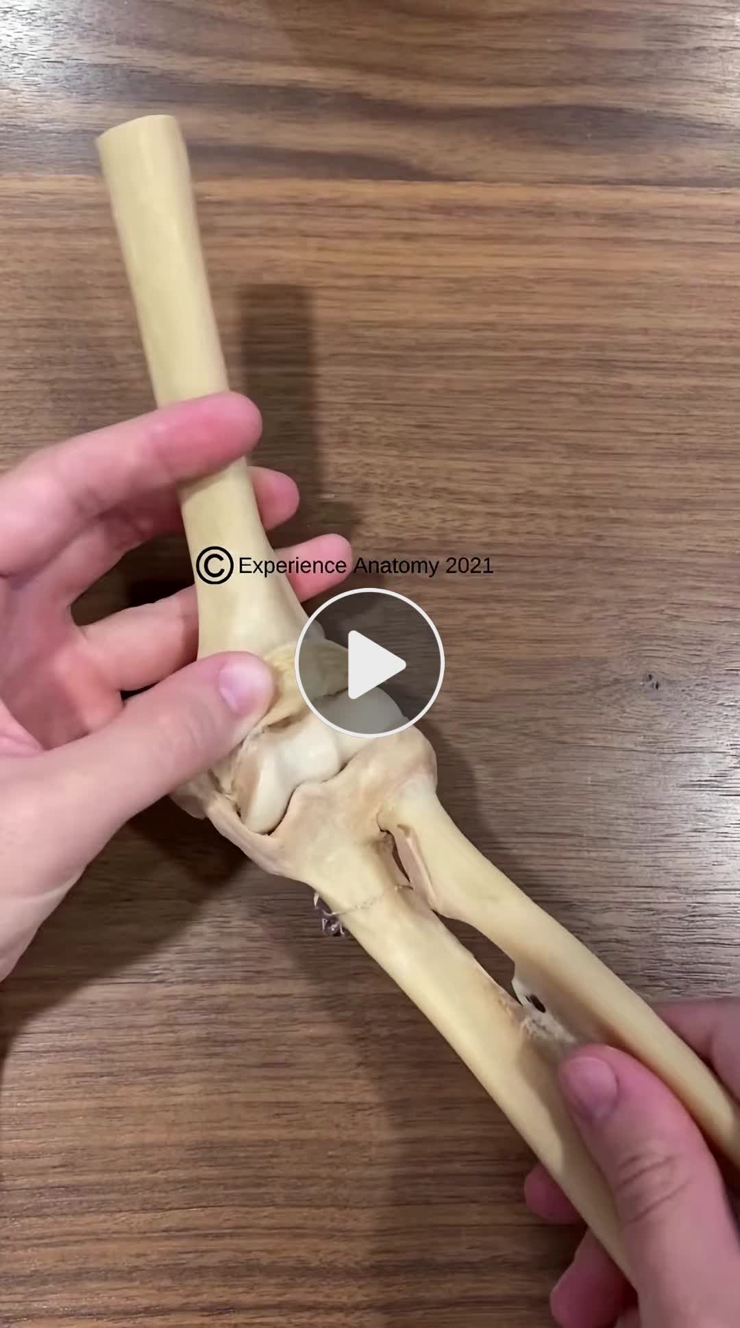 The elbow joint is technically two joints rolled up into one. The ...