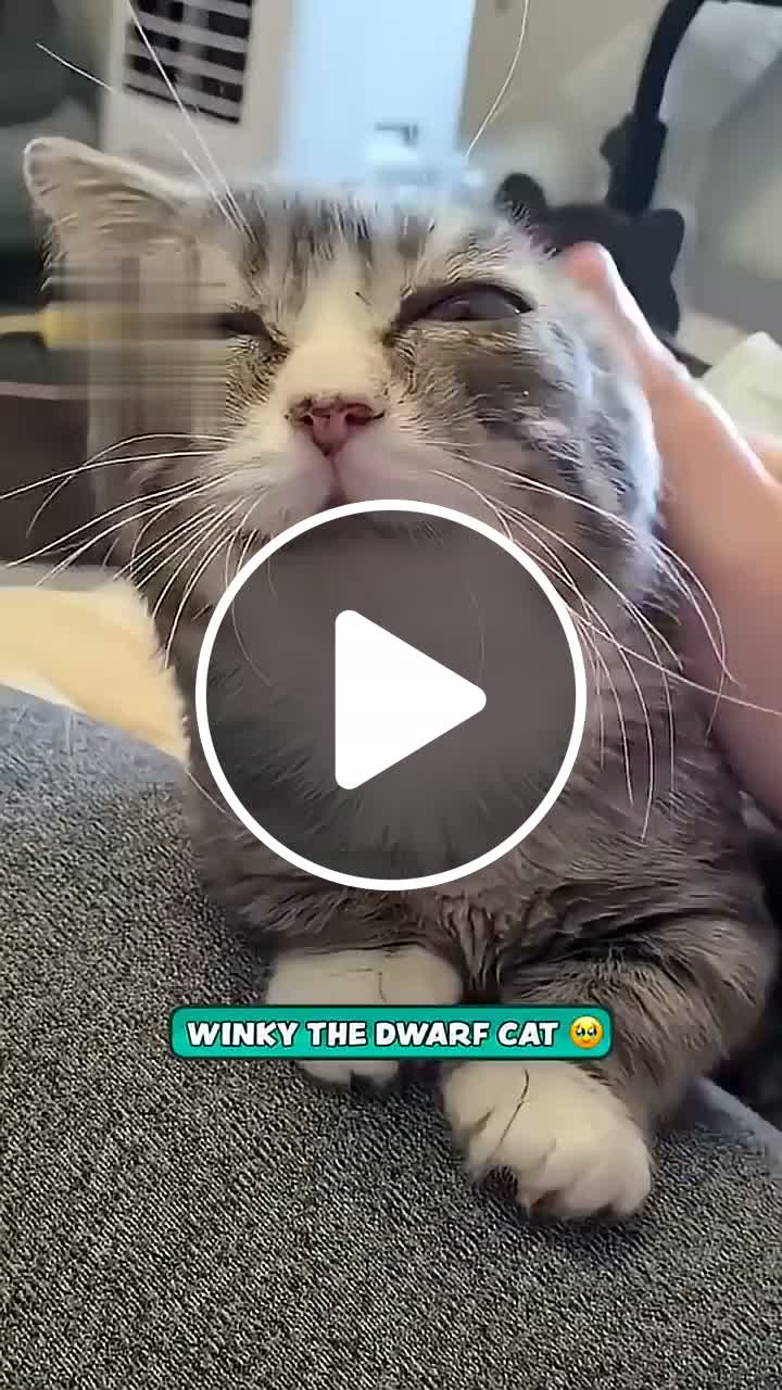 Winky the dwarf cat - NewsBreak