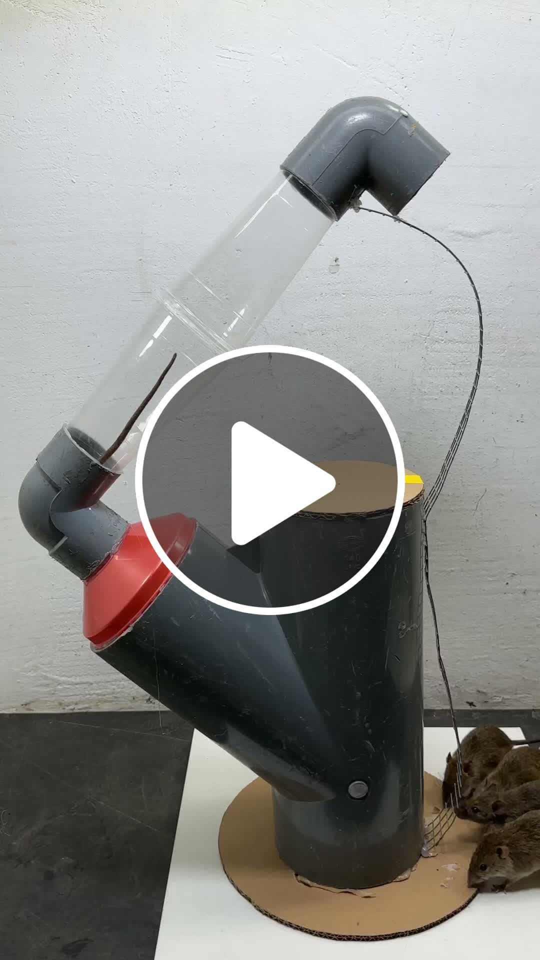 The most perfect homemade mouse trap idea at home #mousetrap #rat # ...