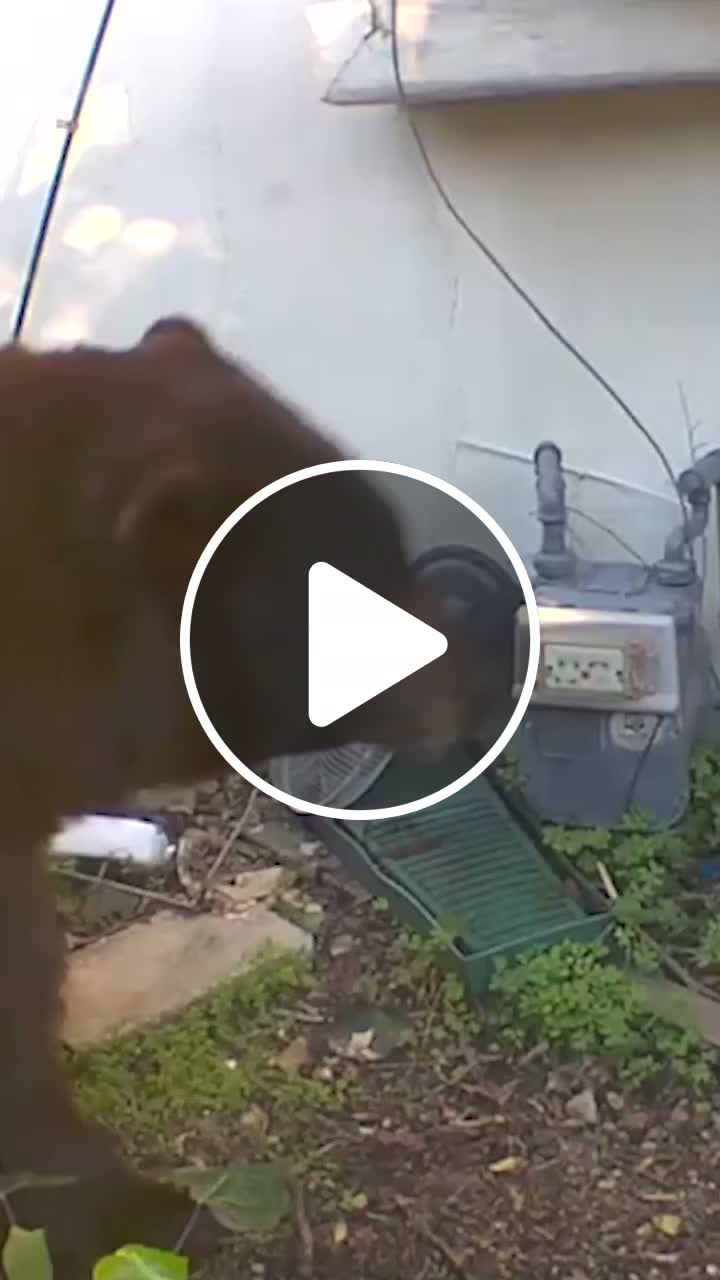 Massive 500-pound bear moves into California crawl space stuns ...