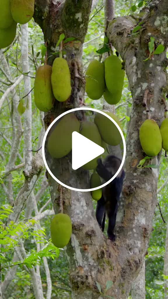 Ever seen the face slapping food thief - NewsBreak