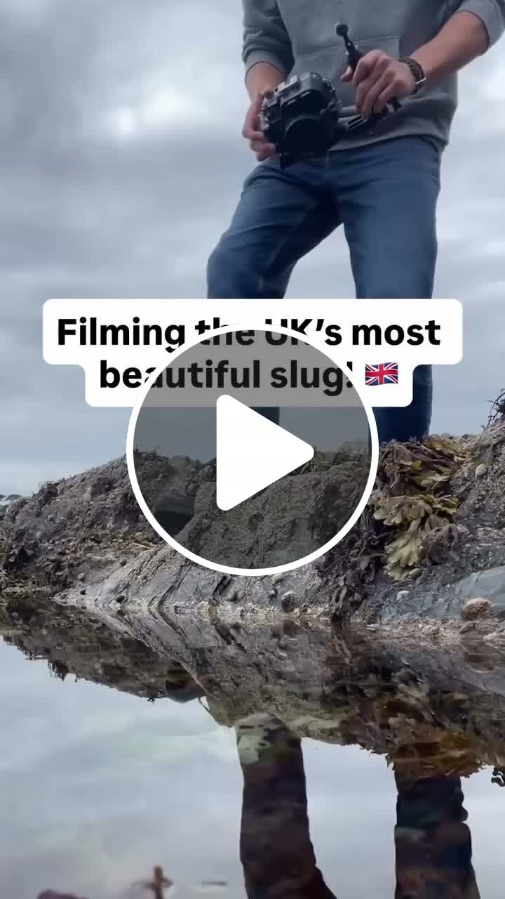 Filming the UK's most beautiful slug - NewsBreak