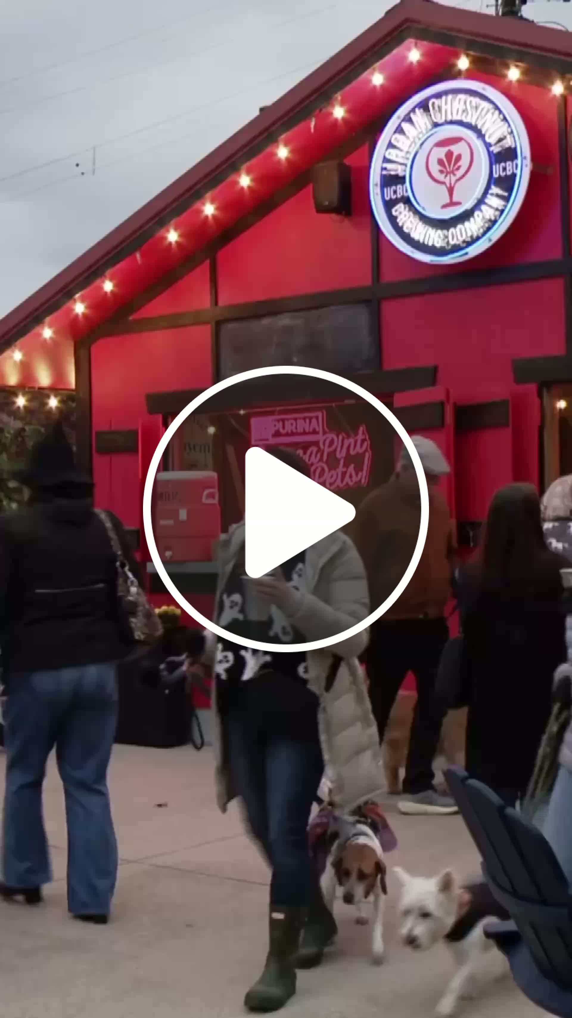 A dog costume contest for a good cause - NewsBreak