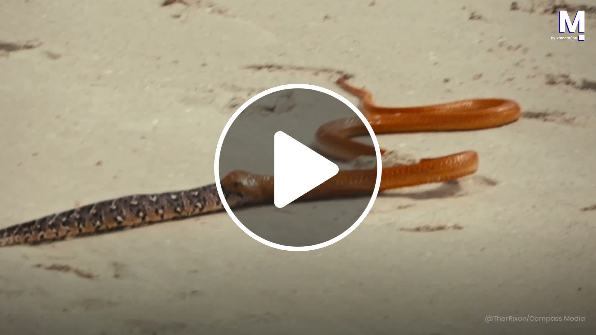 Cannibal cobra foiled as gravity helps prey escape in South Africa ...
