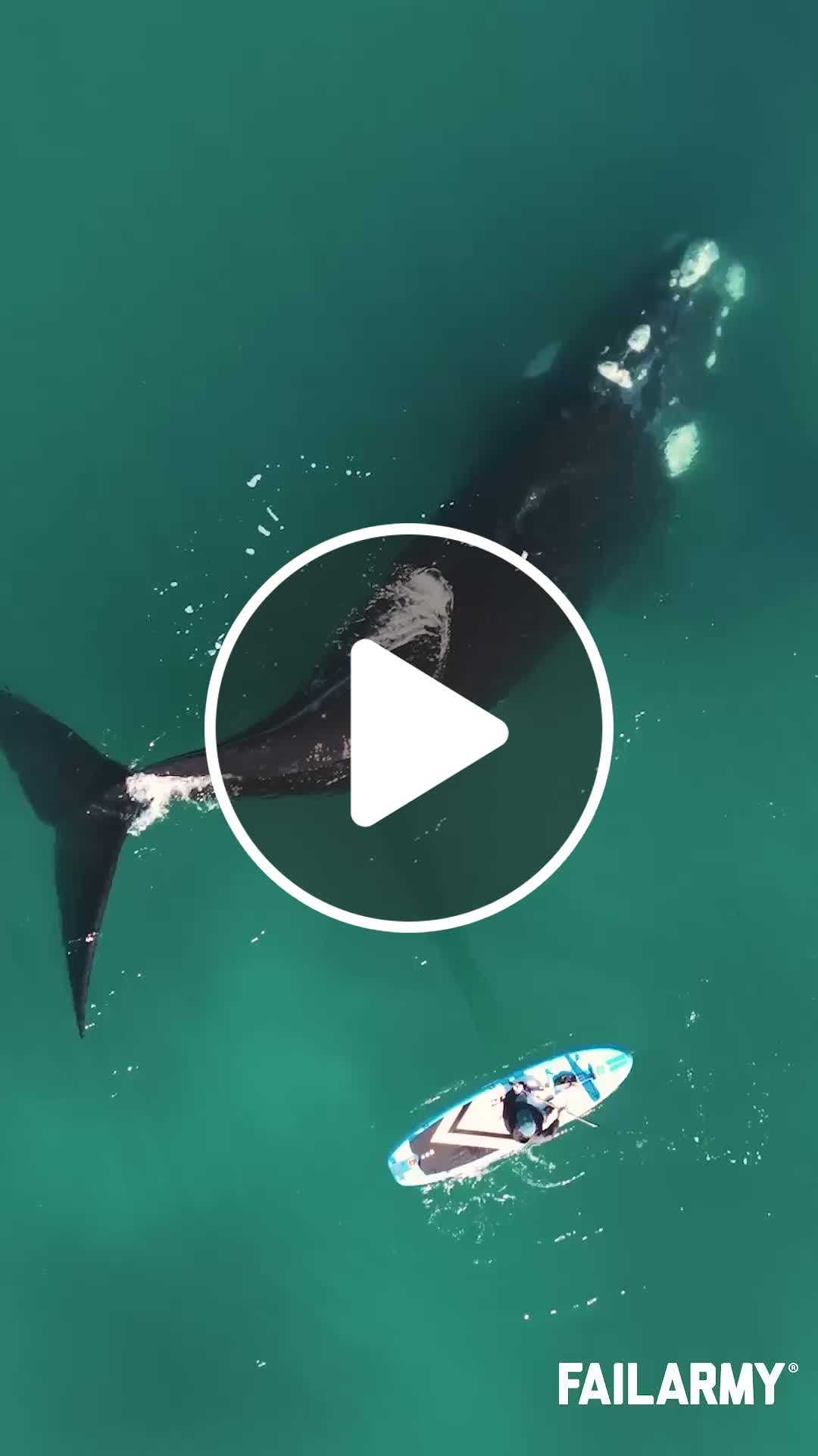 Humpback Whale Fail! - NewsBreak