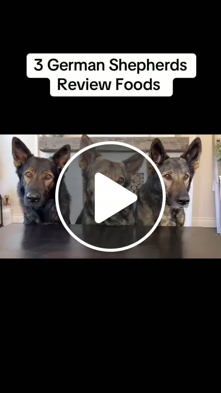 Tell me why the left side German shepherd eats everything? help me ...