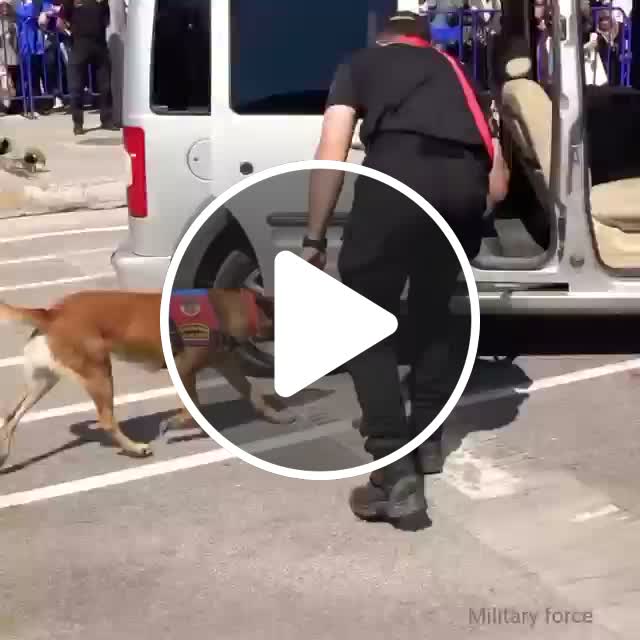 Turkey Military K9 Dog Outstanding Special Forces Training Combat ...