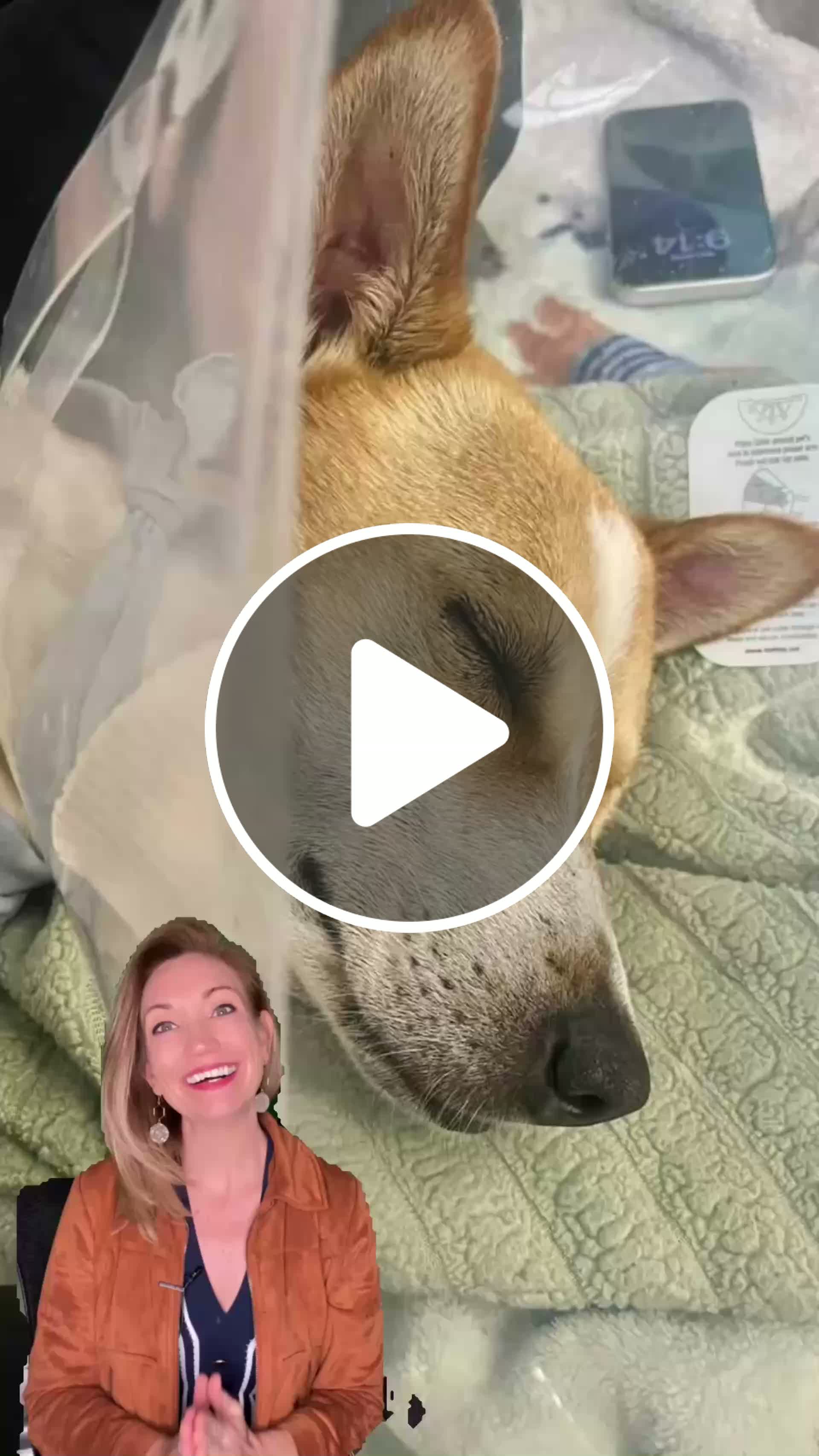 Aloka the Peace Dog is healing - NewsBreak