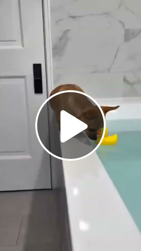 Evil Chihuahua - NewsBreak