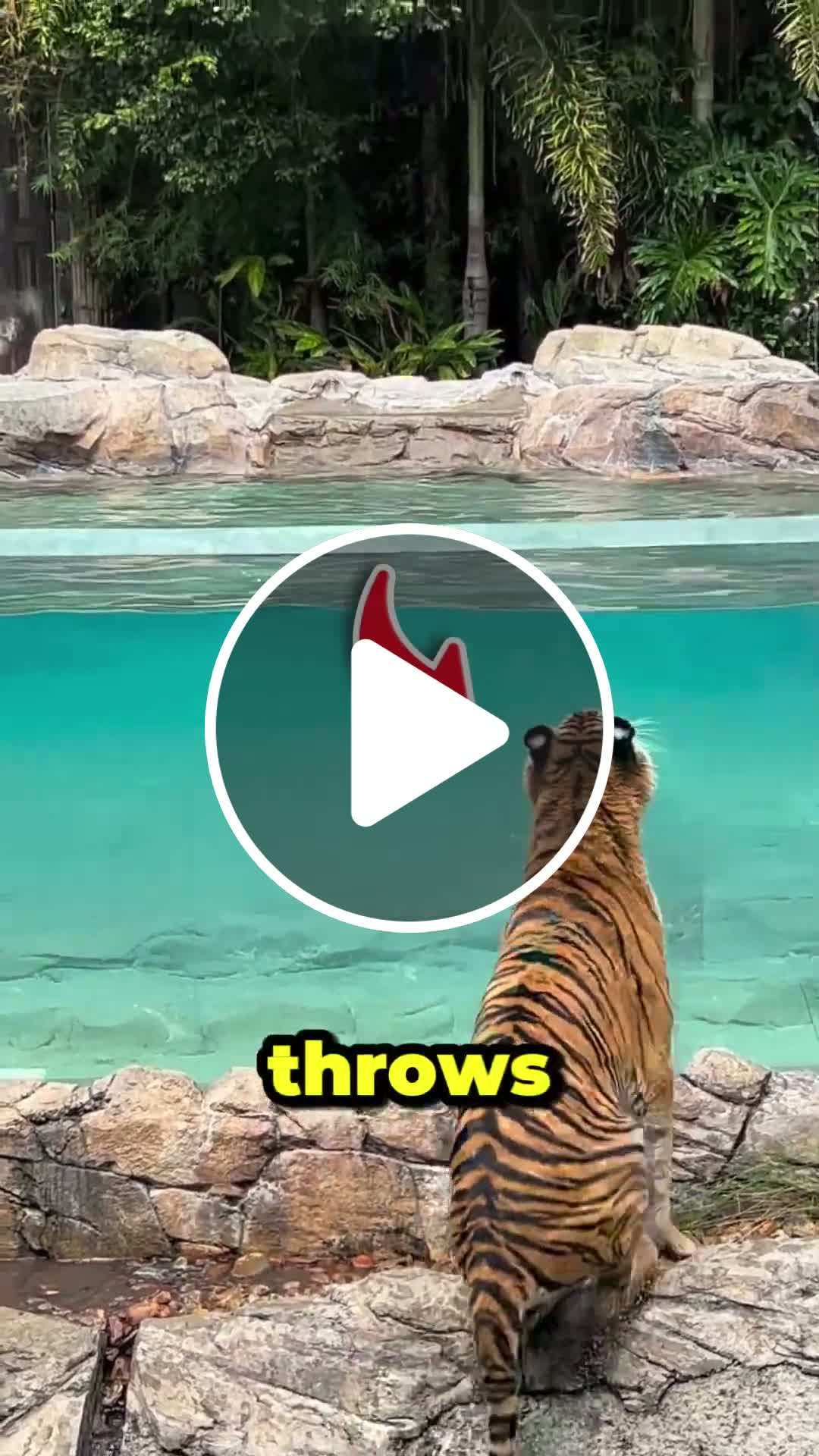 In This Zoo TIGERS Can Swim - NewsBreak