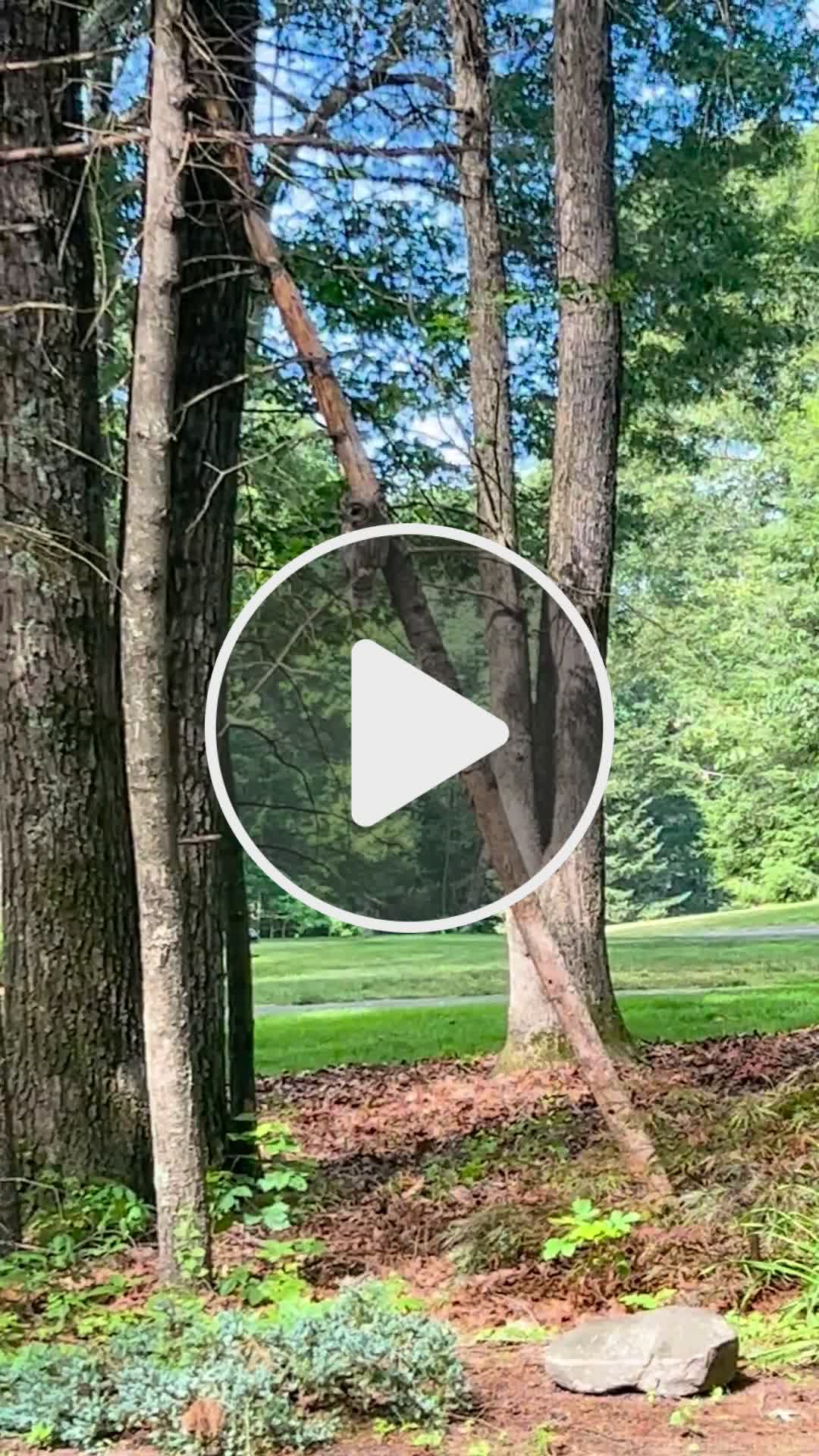 Barred owl fledgling takes flight in broad daylight! 🦉 #WildlifeMoment ...