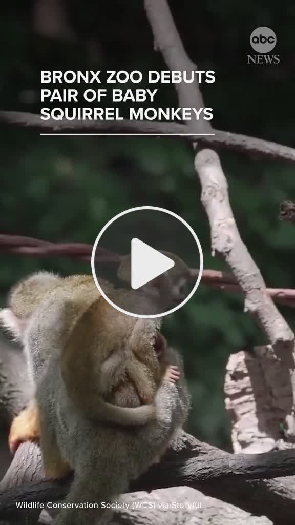 Nuevos monos ardilla llegan al Bronx Zoo - NewsBreak