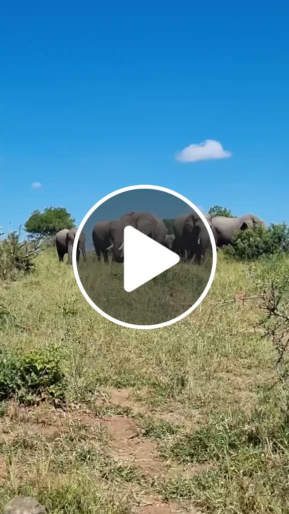 grazing herd of elephants! its serious business before they can make ...