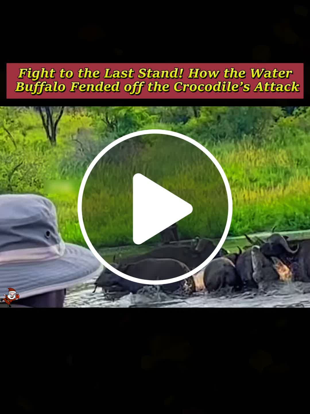 Fight to the Last Stand! How the Water Buffalo Fended off the Crocodi ...