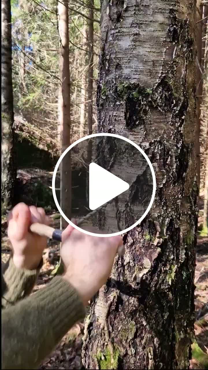 Collecting sap from the birch tree #bushcraft #foraging - NewsBreak