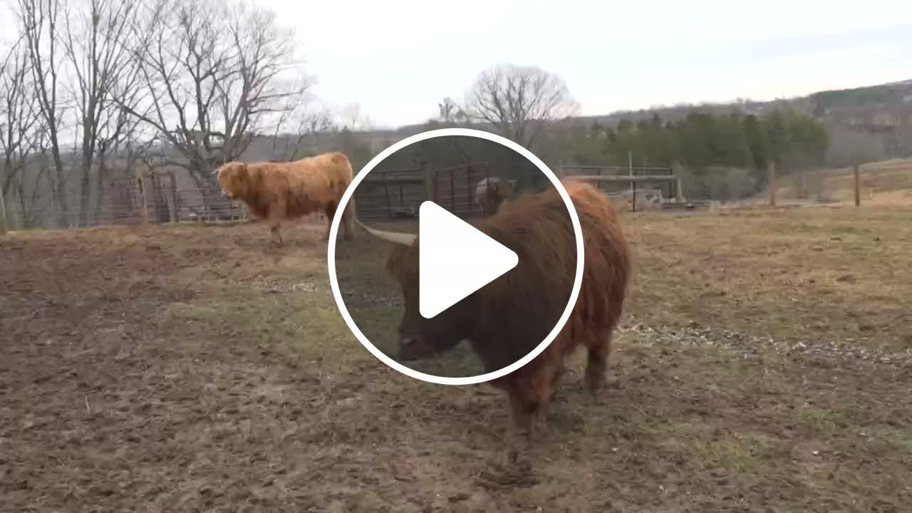 Virginia farm hosts "Cocoa and Cows" - NewsBreak