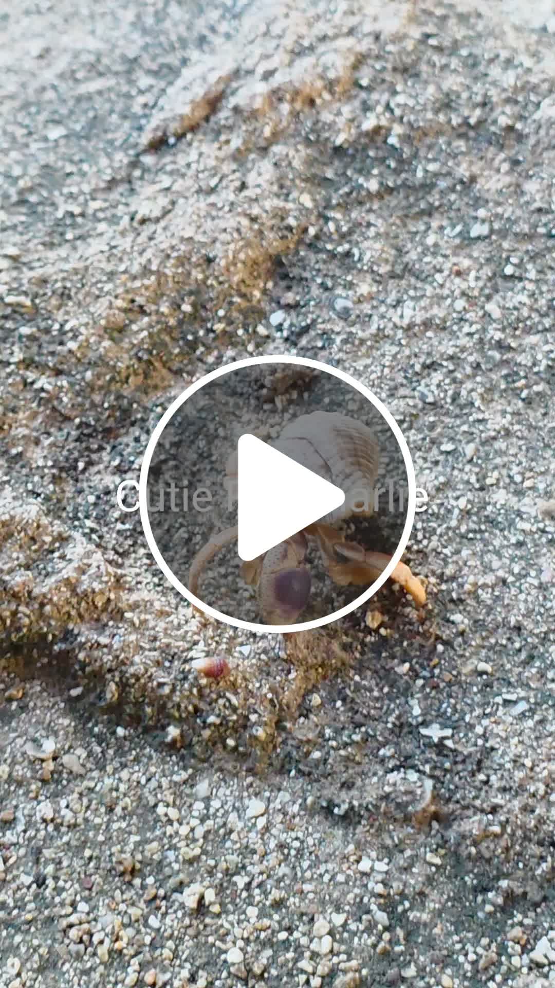 Sweet Little Hermit Crab. #hermitcrab #shells #nature - NewsBreak