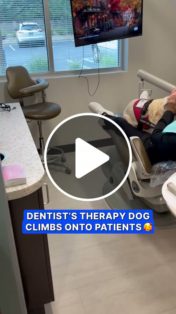Dentist s therpay dog jumps onto patients - NewsBreak