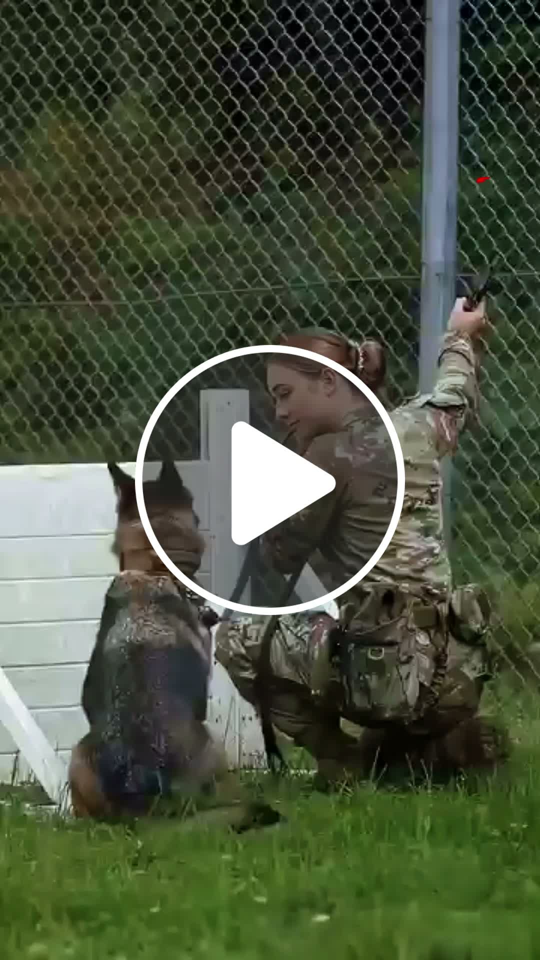 Dog Gunfire Reaction Test - NewsBreak