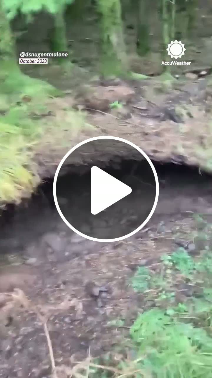 #UnpopularOpinion Its alive! The breathing forest phenomenon makes the ...