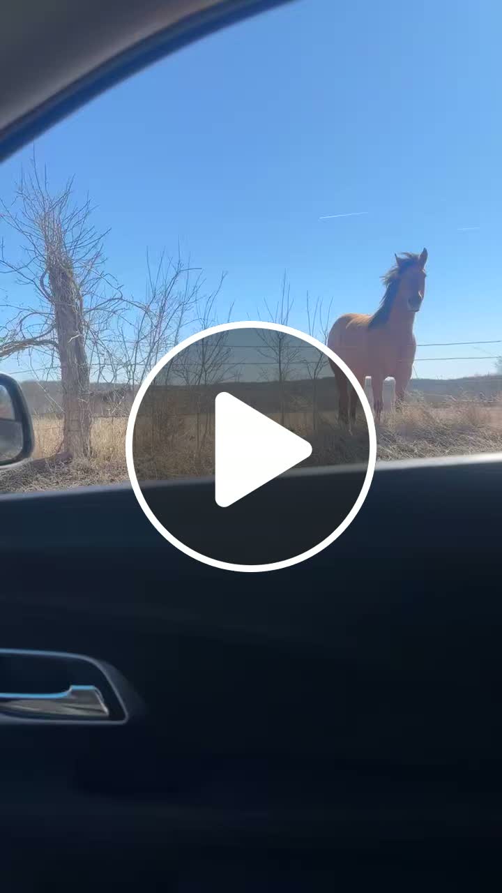 Time a saw a horse 💞🥰🐎 - NewsBreak