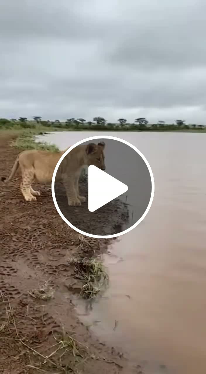 Respect nature, respect wildlife 🌍 Follow to see the beauty of the wild ...