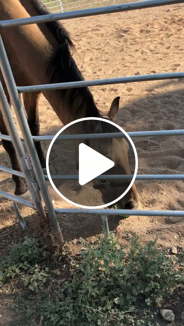Horse playing fetch with German Shepherd - NewsBreak
