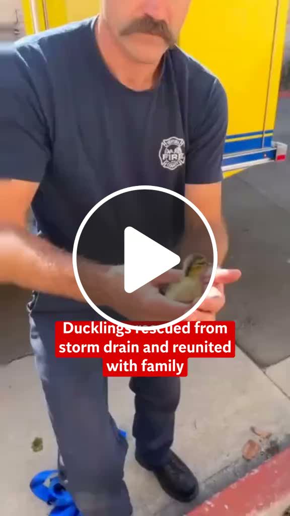 Watch as the Ventura County Fire Department rescues ducklings trapped ...