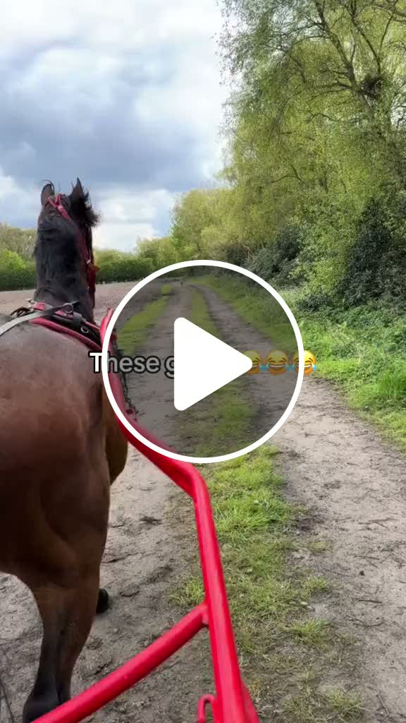 These goats 🤣 - NewsBreak