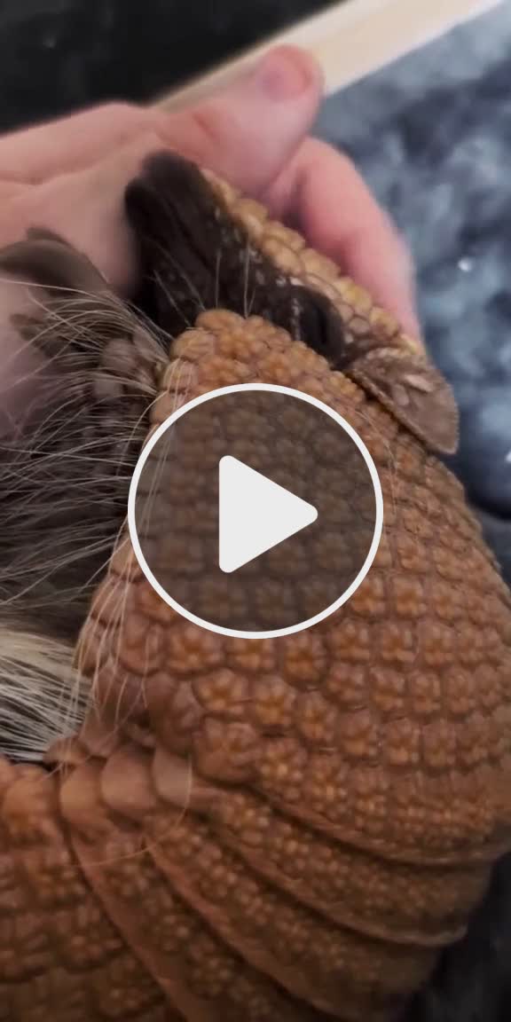 Croissant TikTokLIVE LIVEhighlights animalsoftiktok croissant armadillo ...
