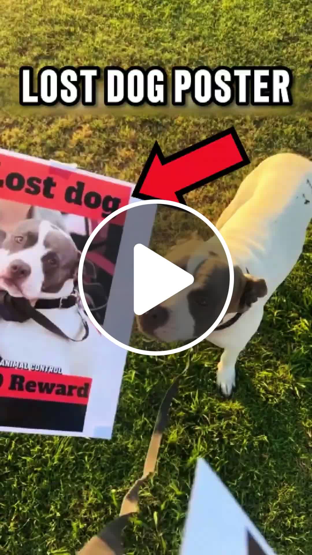 This Man Sadly Had To Say Goodbye To His Dog - NewsBreak