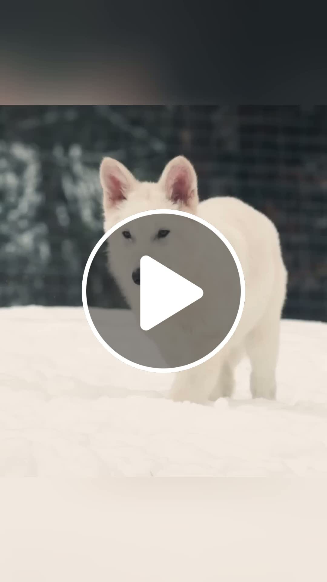 Dire Wolf Comeback After 10000 Years #facts #animalfacts #wildlife ...