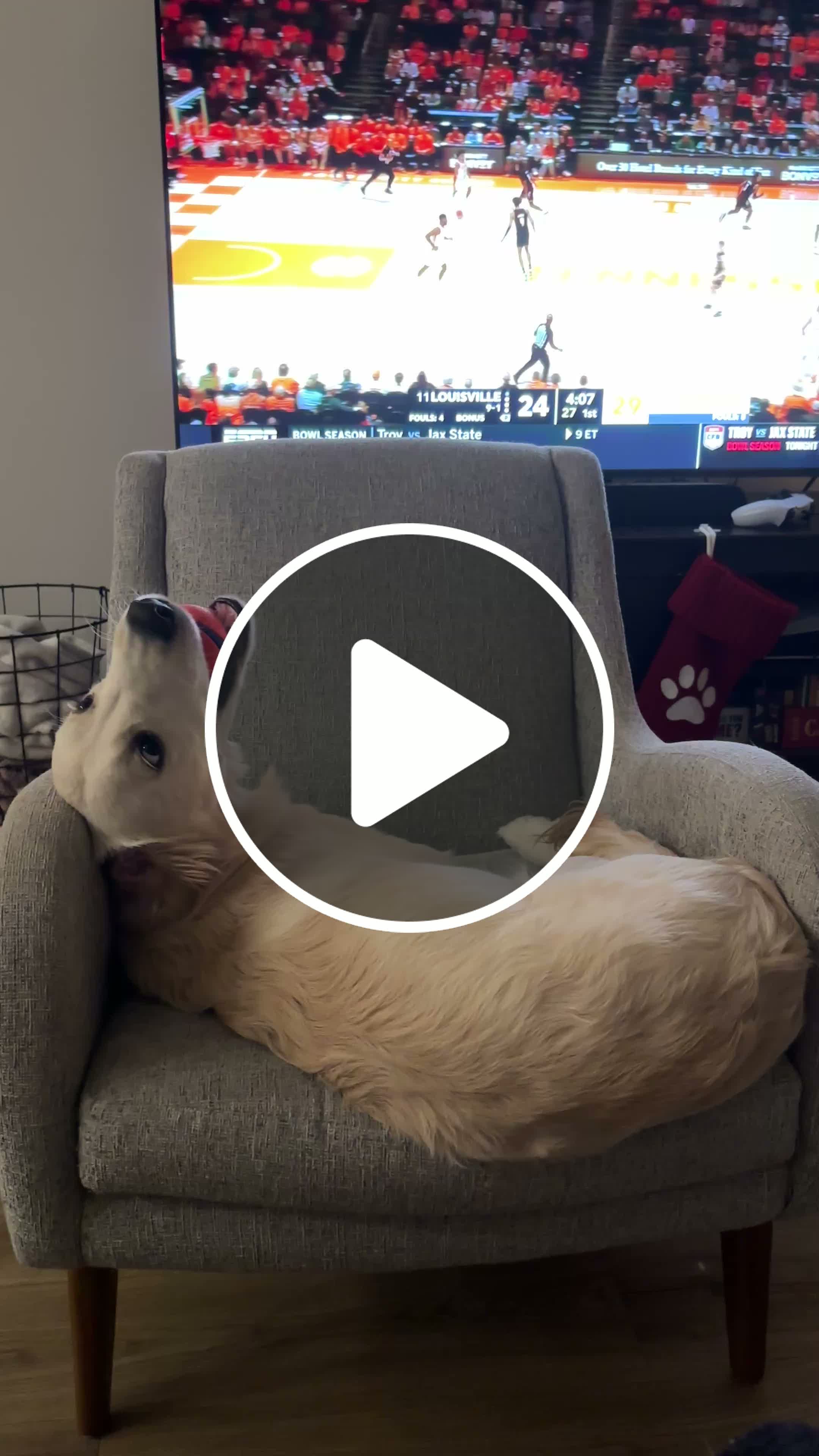 Playful Golden Falls Off Chair Onto Sleeping Husky - NewsBreak