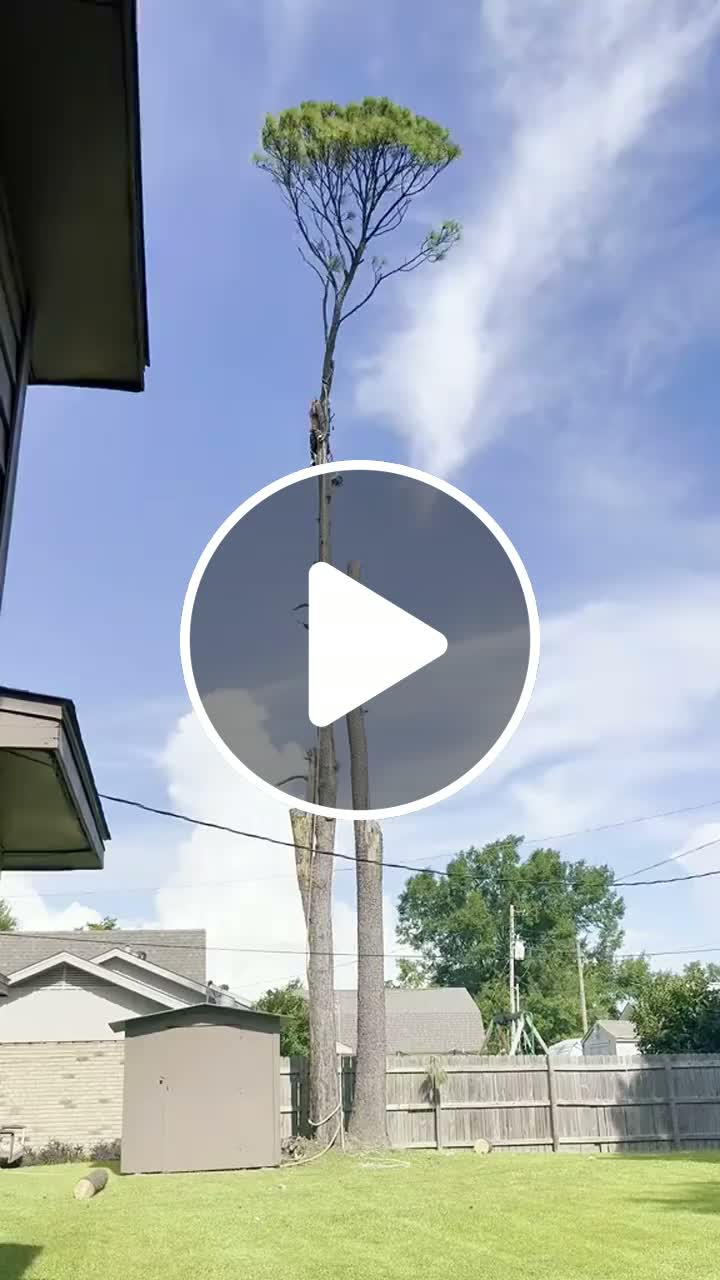 A Day of Felling Giant Dead Trees #satisfying #oddlysatisfyi - NewsBreak
