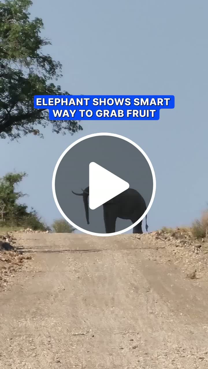 Hes a clever elephant - NewsBreak