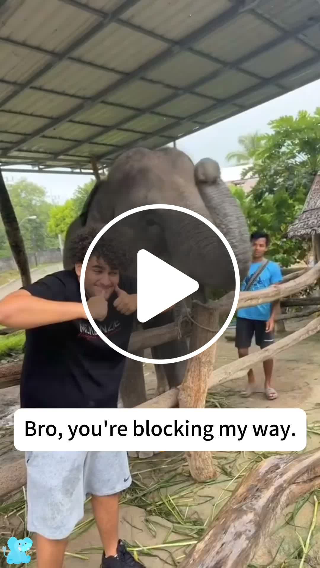 💥Funny Elephants💥#interesting#animals#fun - NewsBreak