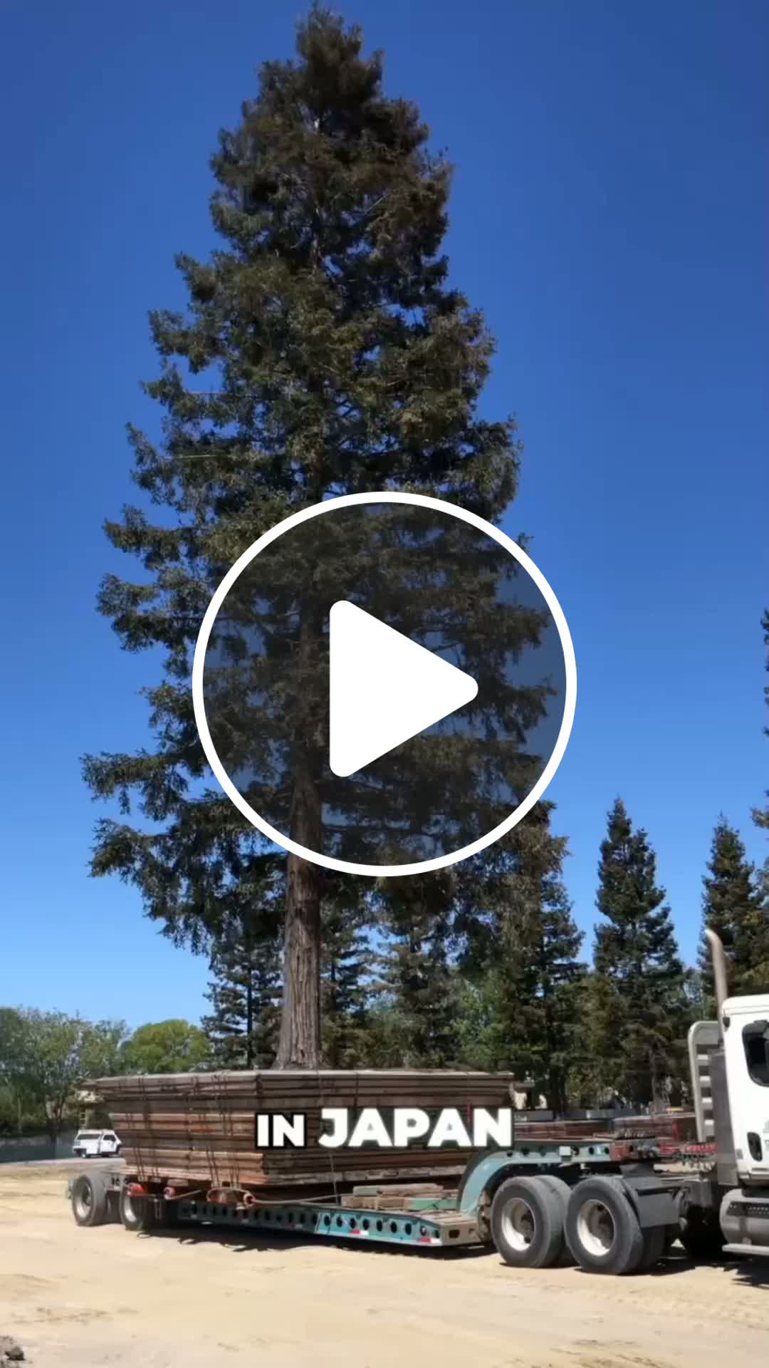 Japan's ancient nemawashi techniques🔥🔥 #environment #climatechange #tree #japan #fyp - NewsBreak