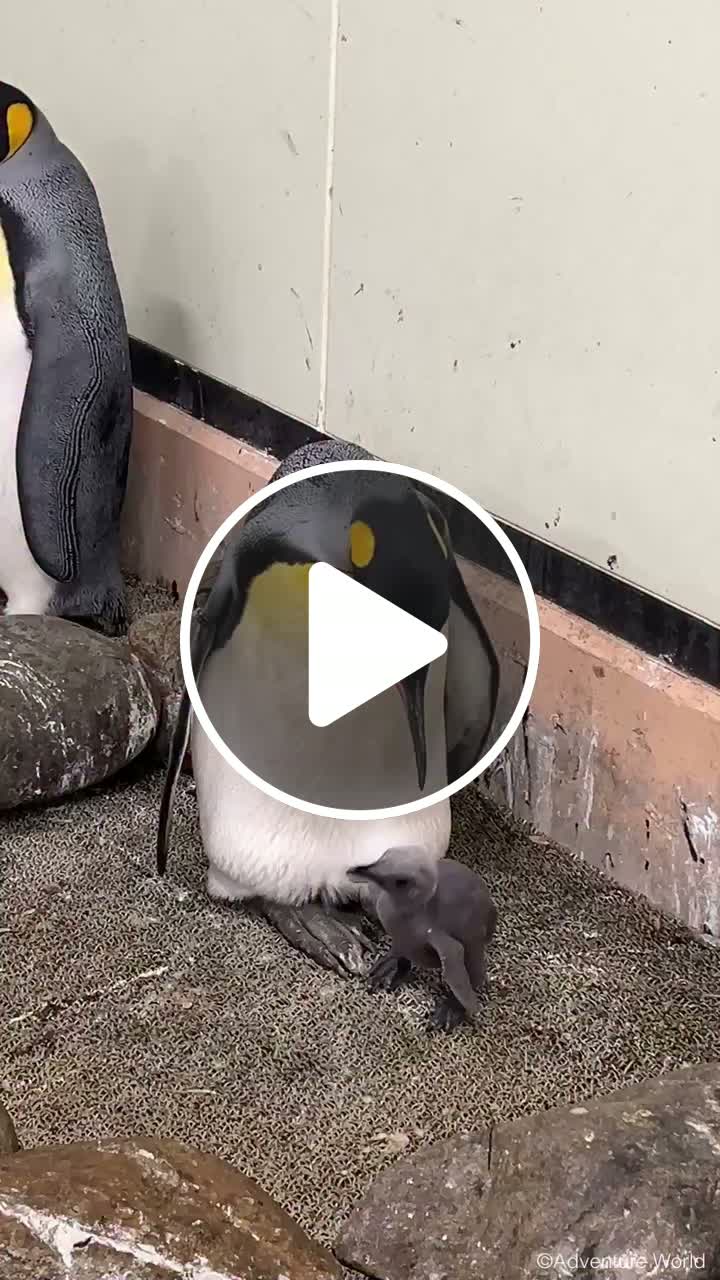Absolutely precious just watch till the end - NewsBreak