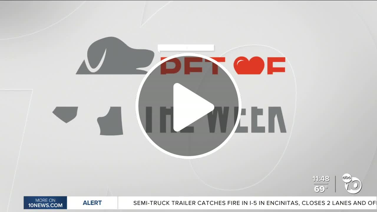 10News Pet of the Week: Num Num - NewsBreak