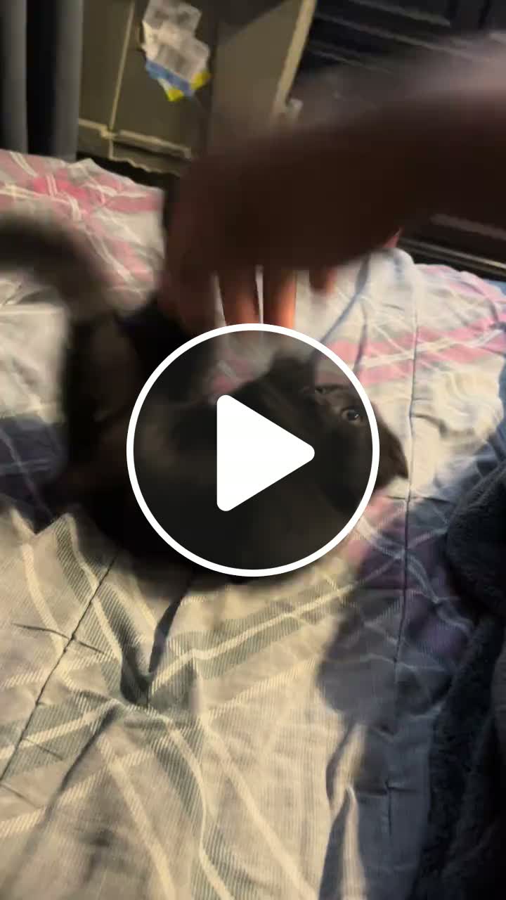 Just a little morning wrestling match with my favorite human. - NewsBreak