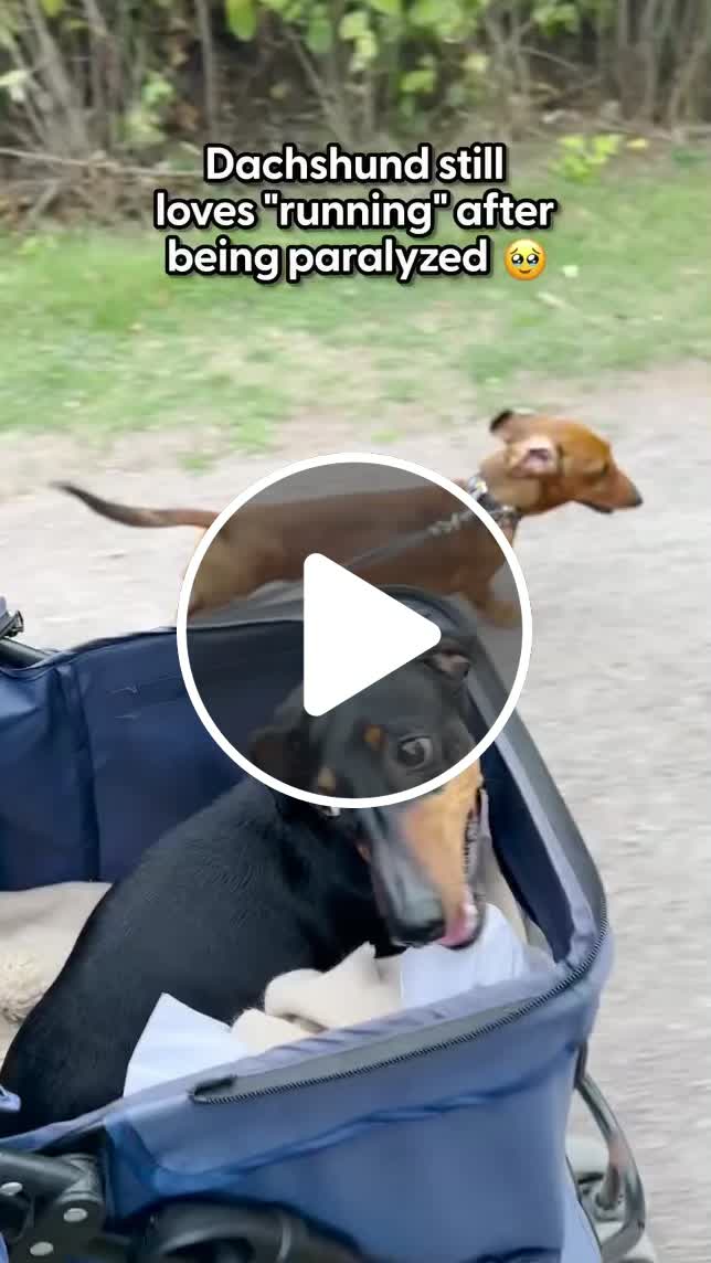 Watch how personalities clash when his older sister shares the stroller ...