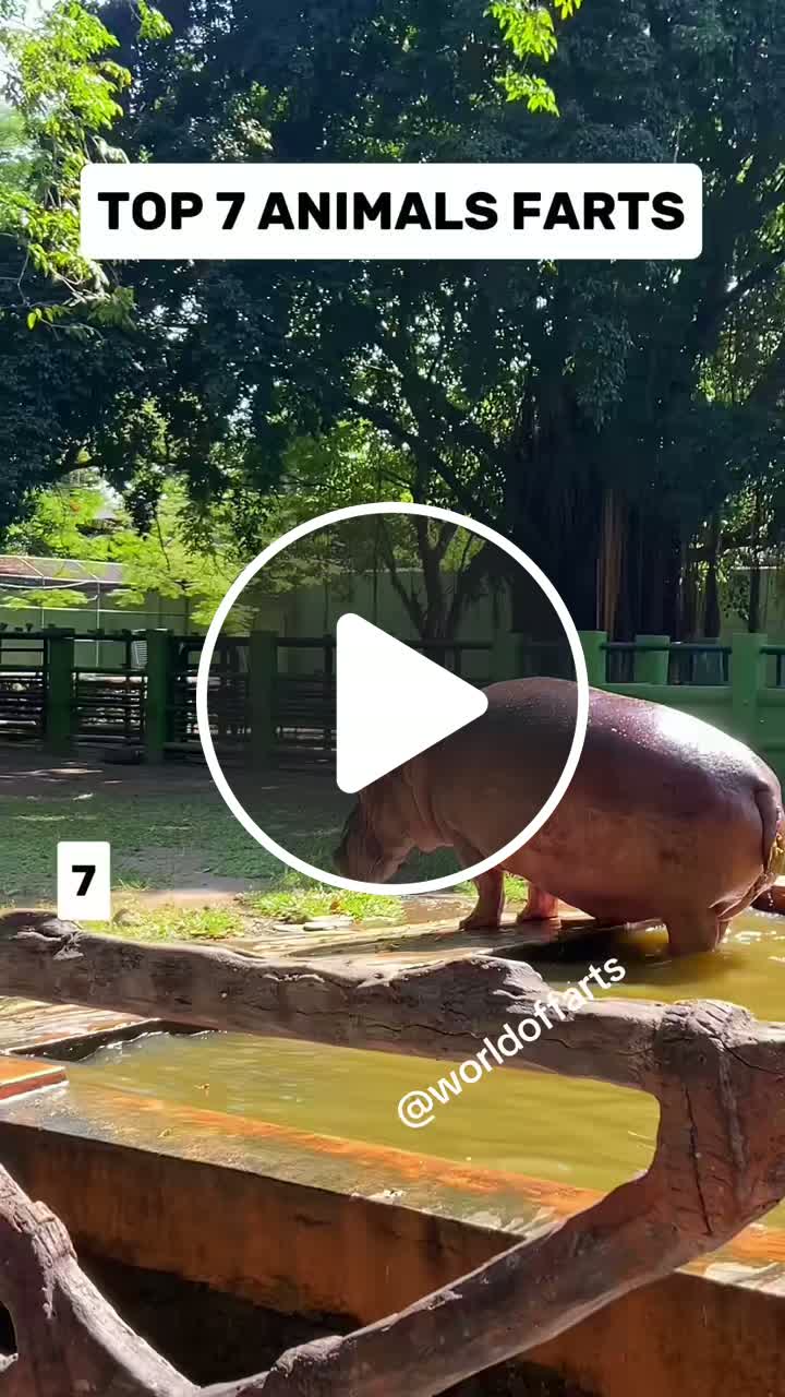 Top 7 animals farts #fart #guessmyfart #compilation - NewsBreak