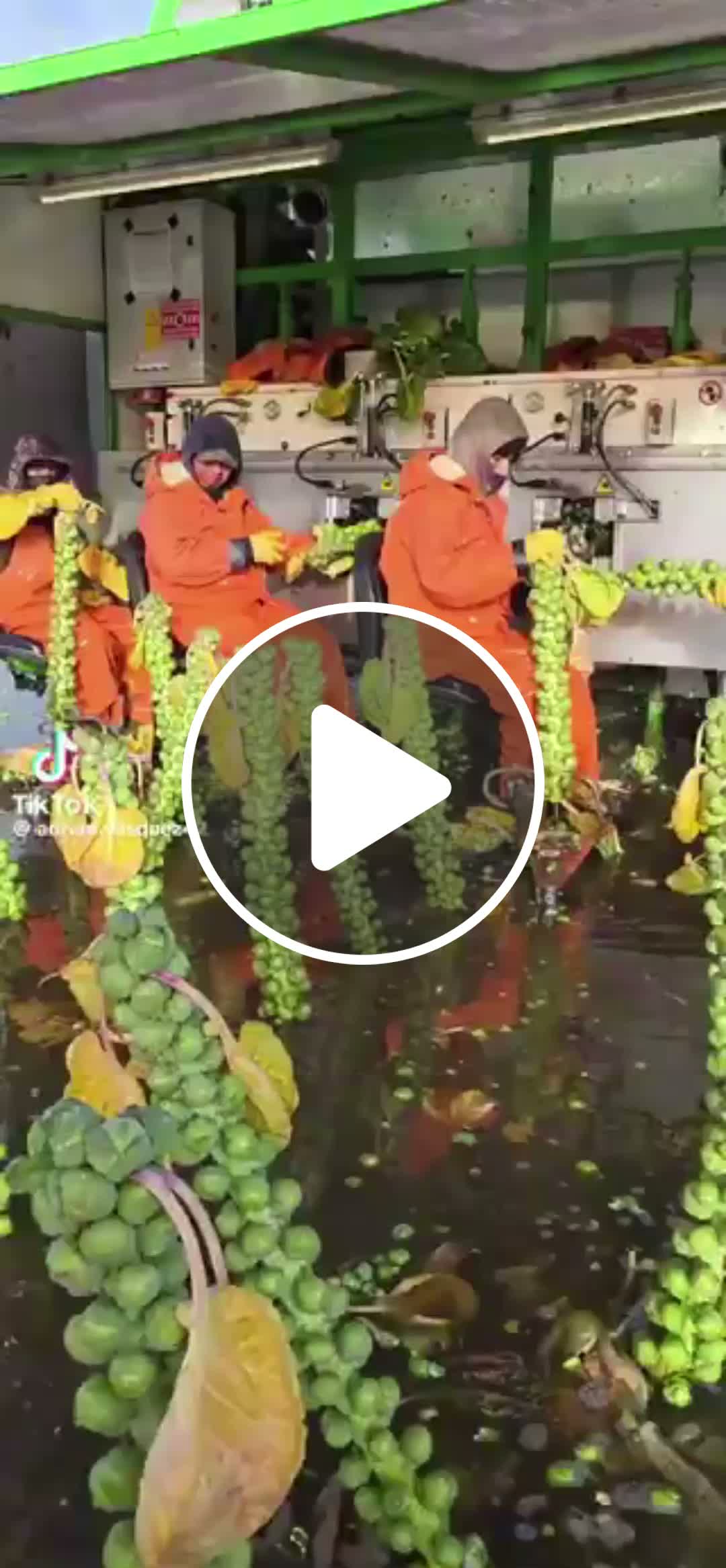 I had no idea brussel sprouts grew this way! 🤯 - NewsBreak