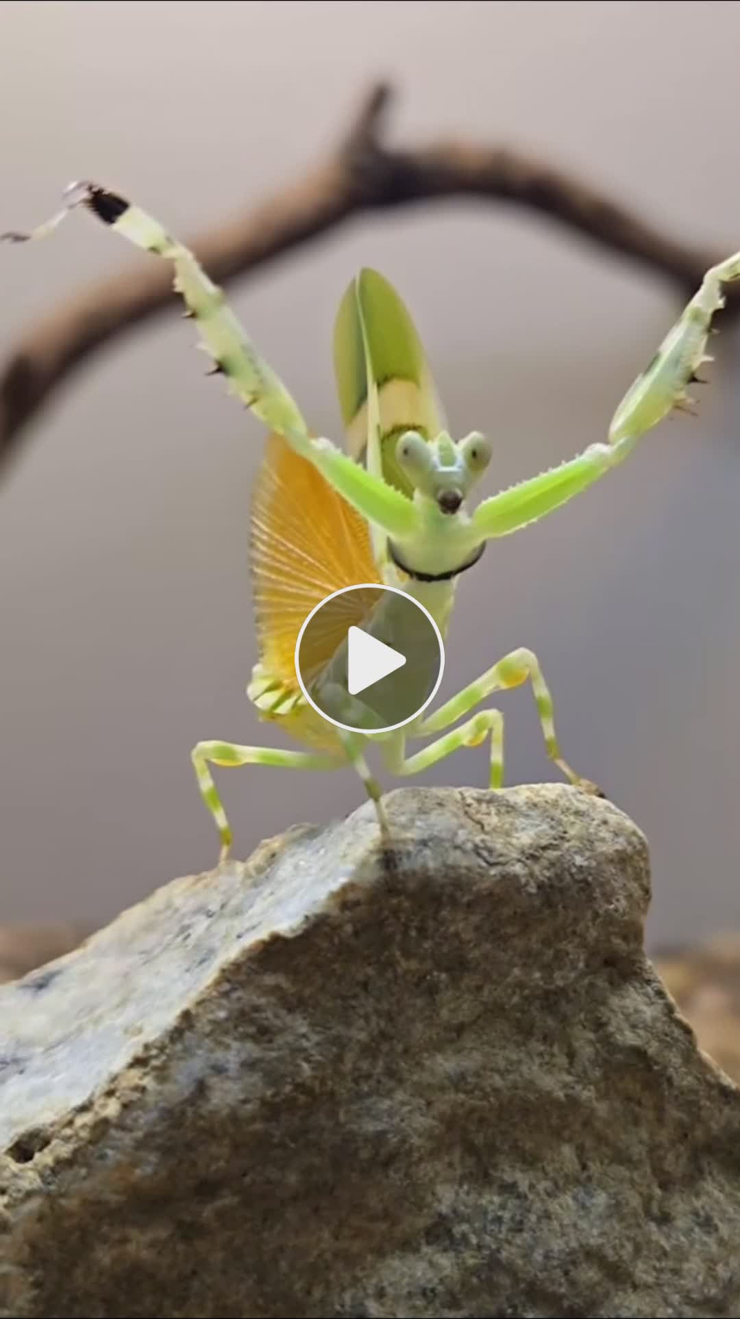 Jeweled flower mantis, (Creobroter gemmatus), is a species of praying ...