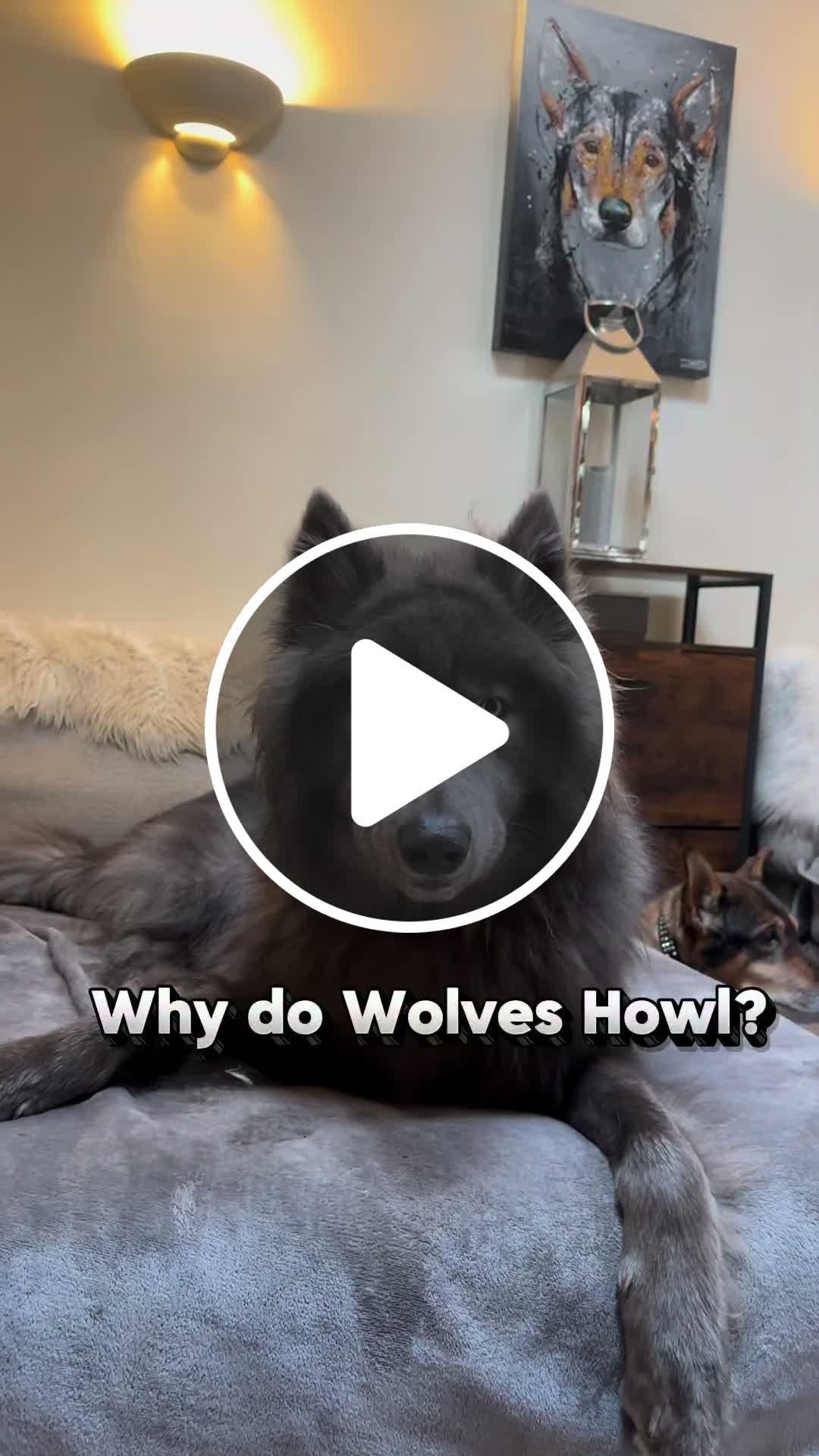 Why do Wolves Howl? - NewsBreak