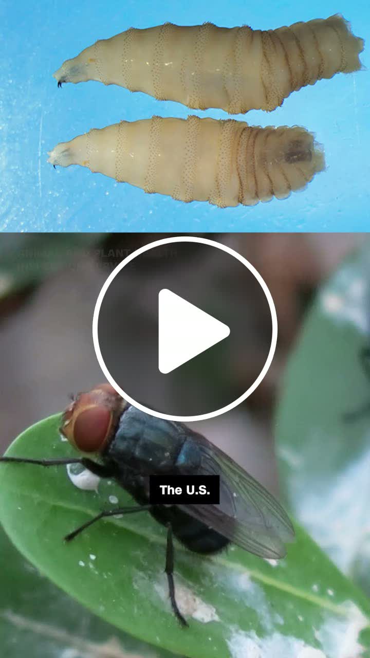 The CDC and HHS confirm the first travel-related human case of flesh ...