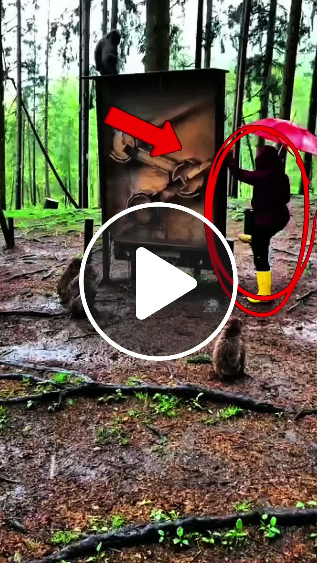 Monkey Intelligence vs Woman Intelligence 🐒👩‍🏫 - NewsBreak