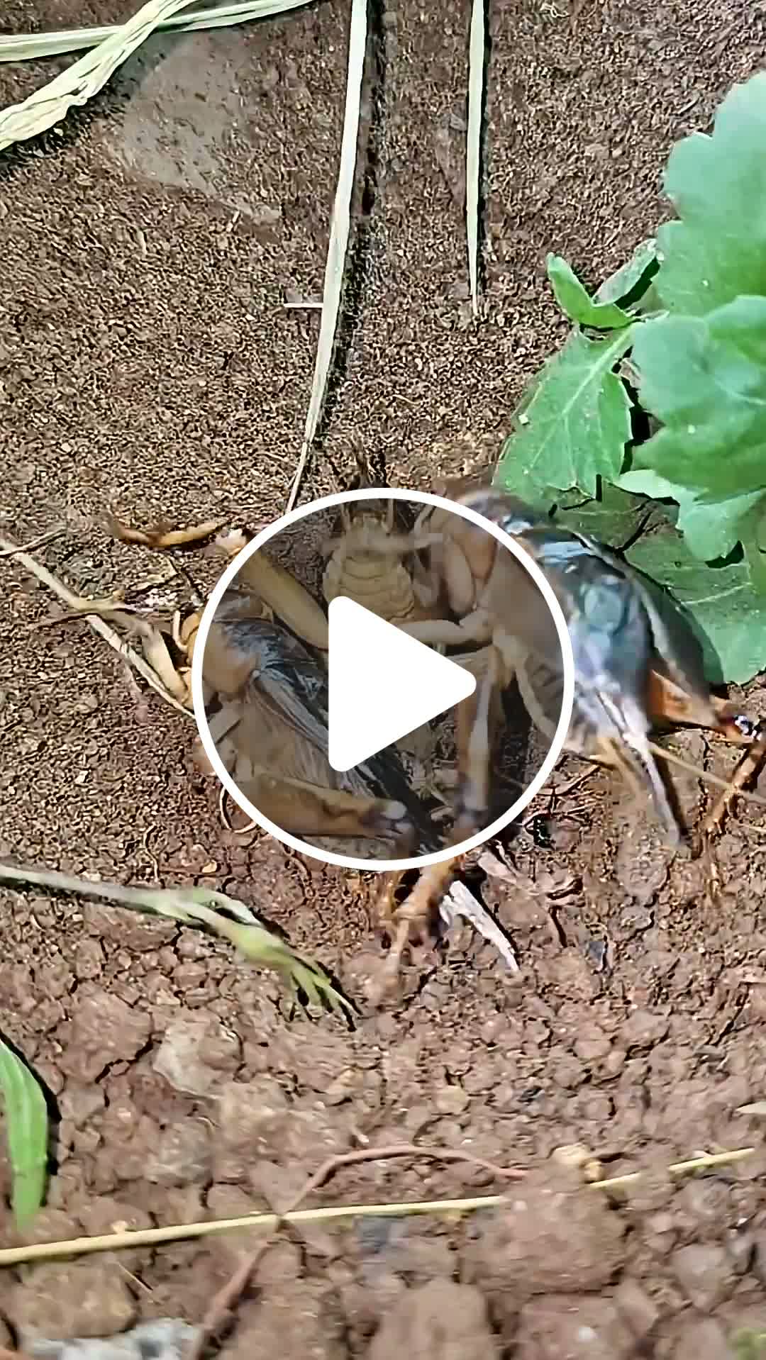 ＂Three Mole Crickets Fighting at the Burrow Entrance＂🦗 - NewsBreak